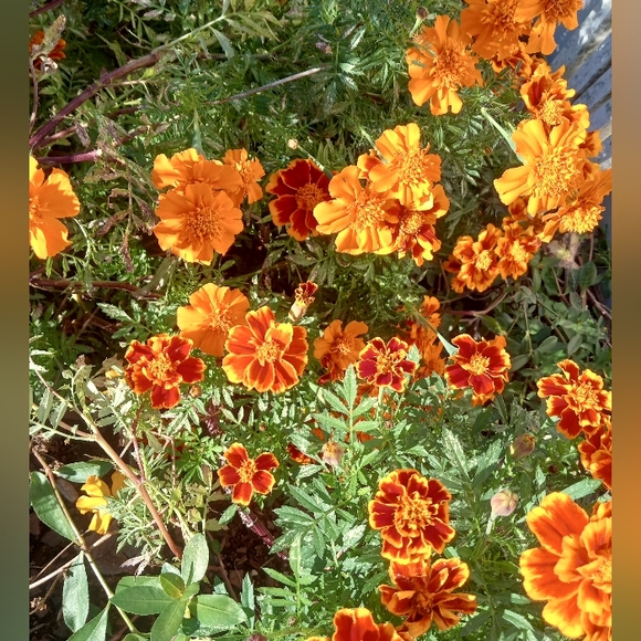 homegrown | Other | 200 Light And Dark Orange Marigold Seeds | Poshmark